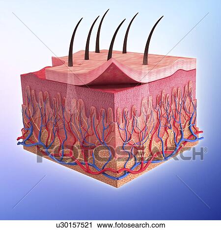 Human skin, artwork Clip Art | u30157521 | Fotosearch