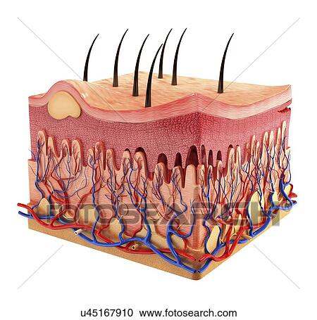 Human skin, artwork Clipart | u45167910 | Fotosearch
