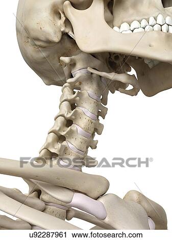 Clipart of Human cervical spine, artwork u92287961 - Search Clip Art ...