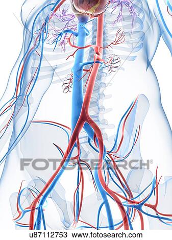 Human vascular system, artwork Drawing | u87112753 | Fotosearch