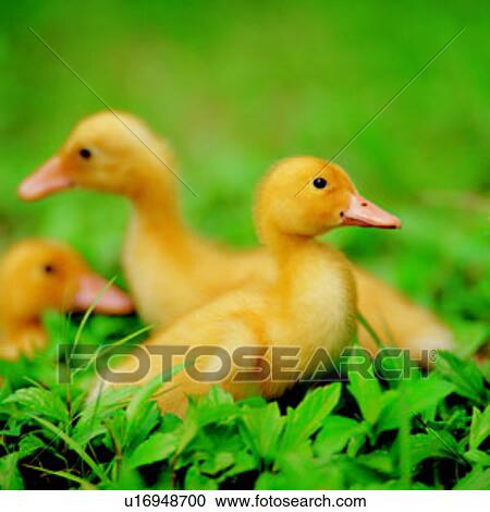 Imagen de pato bebé - Imagui