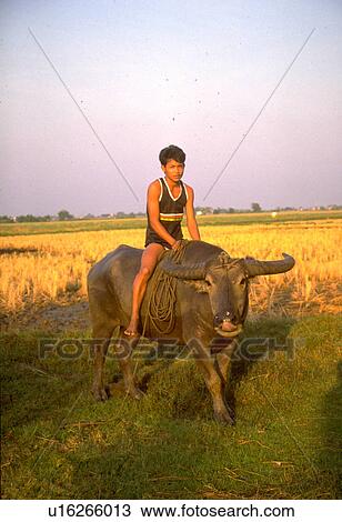 Male, farming, field, carabao, filipino Stock Image | u16266013 ...