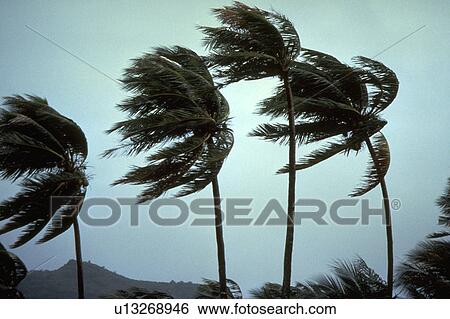 Hurricane, trees, small, typhoon, bend, palm Stock Photograph ...
