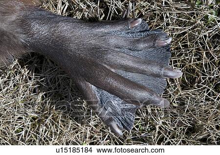 Stock Photo of Close-up of beavers webbed foot, or paw adapted for ...
