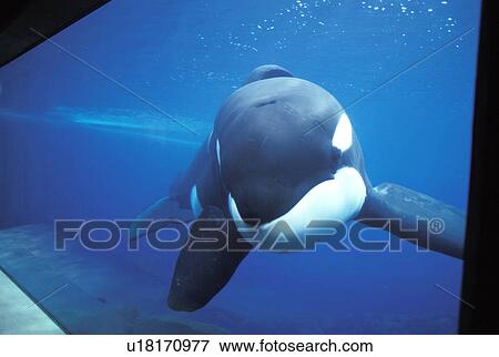 Keiko in the Oregon Coast Aquarium Stock Photo | u18170977 | Fotosearch