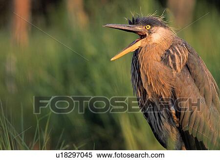 Squawking bird Stock Photography | u18297045 | Fotosearch