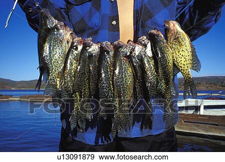 Stock Photograph of String of Fish u13091879 - Search Stock Photography ...